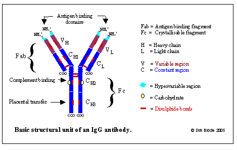 Arbeitskreis Vaskulitis